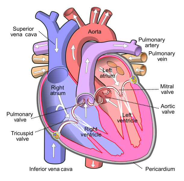 Can You Survive Stage 4 Uterine Cancer Can You Survive Stage 4 Uterine Cancer